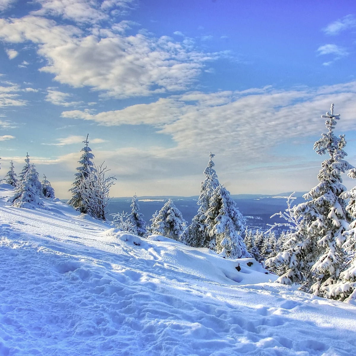 Alpine Frost Fragrance Oil - Wixy Soap - Fragrance